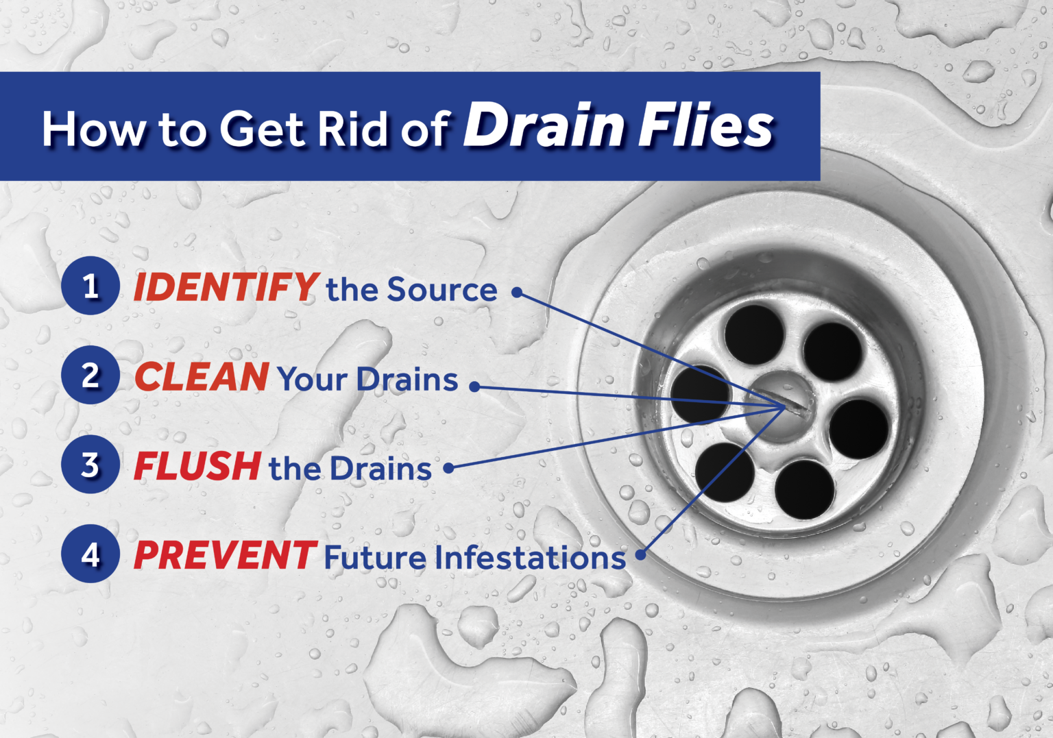 Drain Flies: How to Get Rid of Them